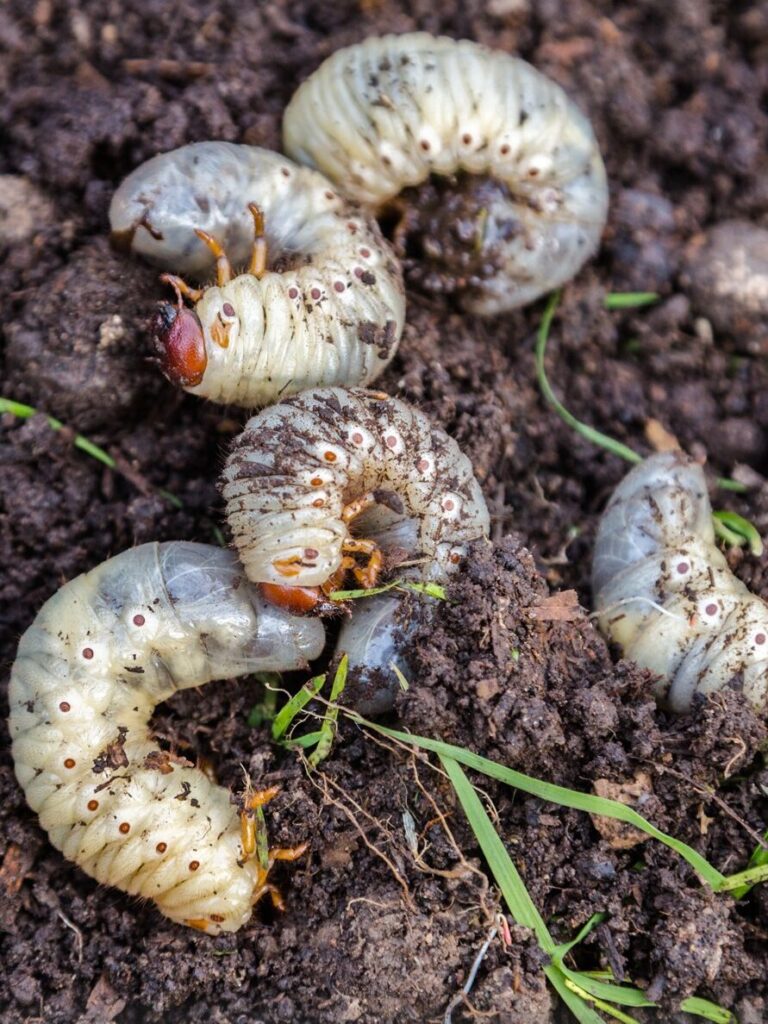 Descubre el curioso significado de soñar con pelo en la boca