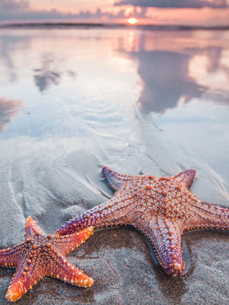 Descubre el significado de soñar con conchas de mar