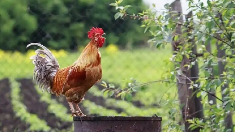 Descubre el significado de soñar con un gallo: ¡Interpretación fascinante!